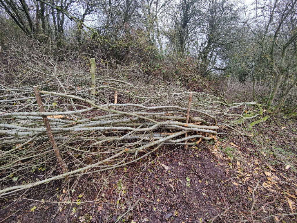 Hedge Laying – Stoke Park Community Group
